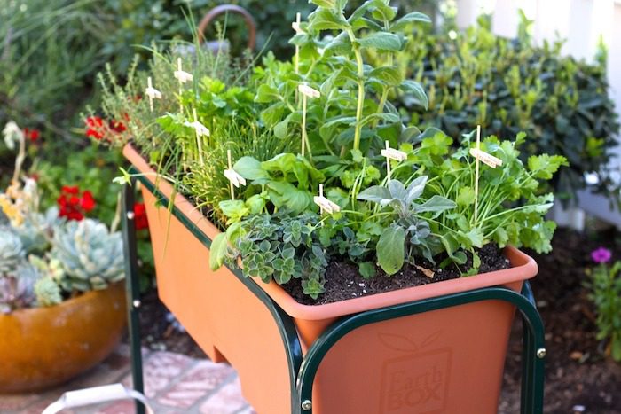How to Plant a Raised Bed Herb Garden: Recipes Using Herbs | The ...